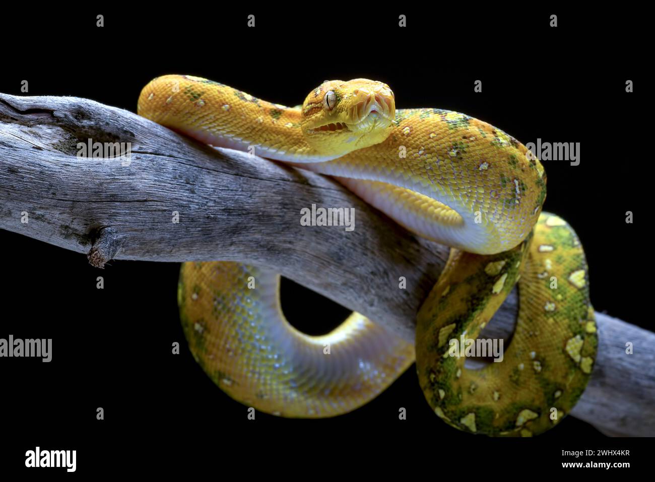 Green tree phyton in black background Stock Photo - Alamy