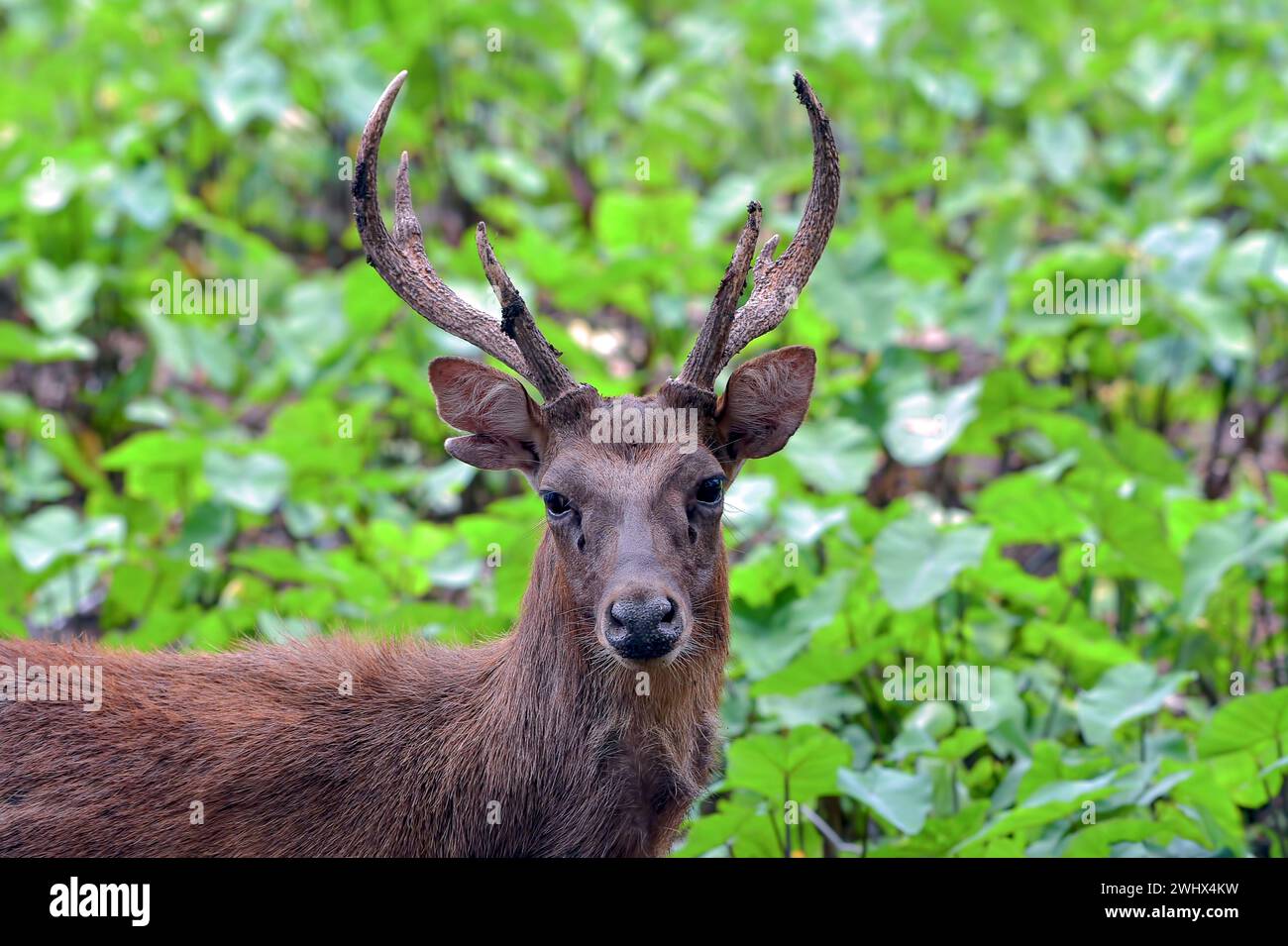 Male sambar deer with their pack Stock Photo - Alamy