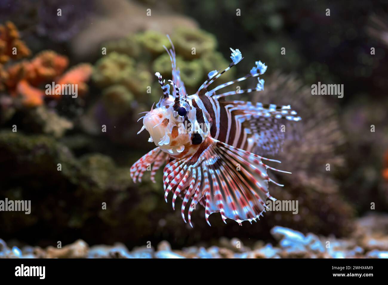 Fish fins hi-res stock photography and images - Alamy