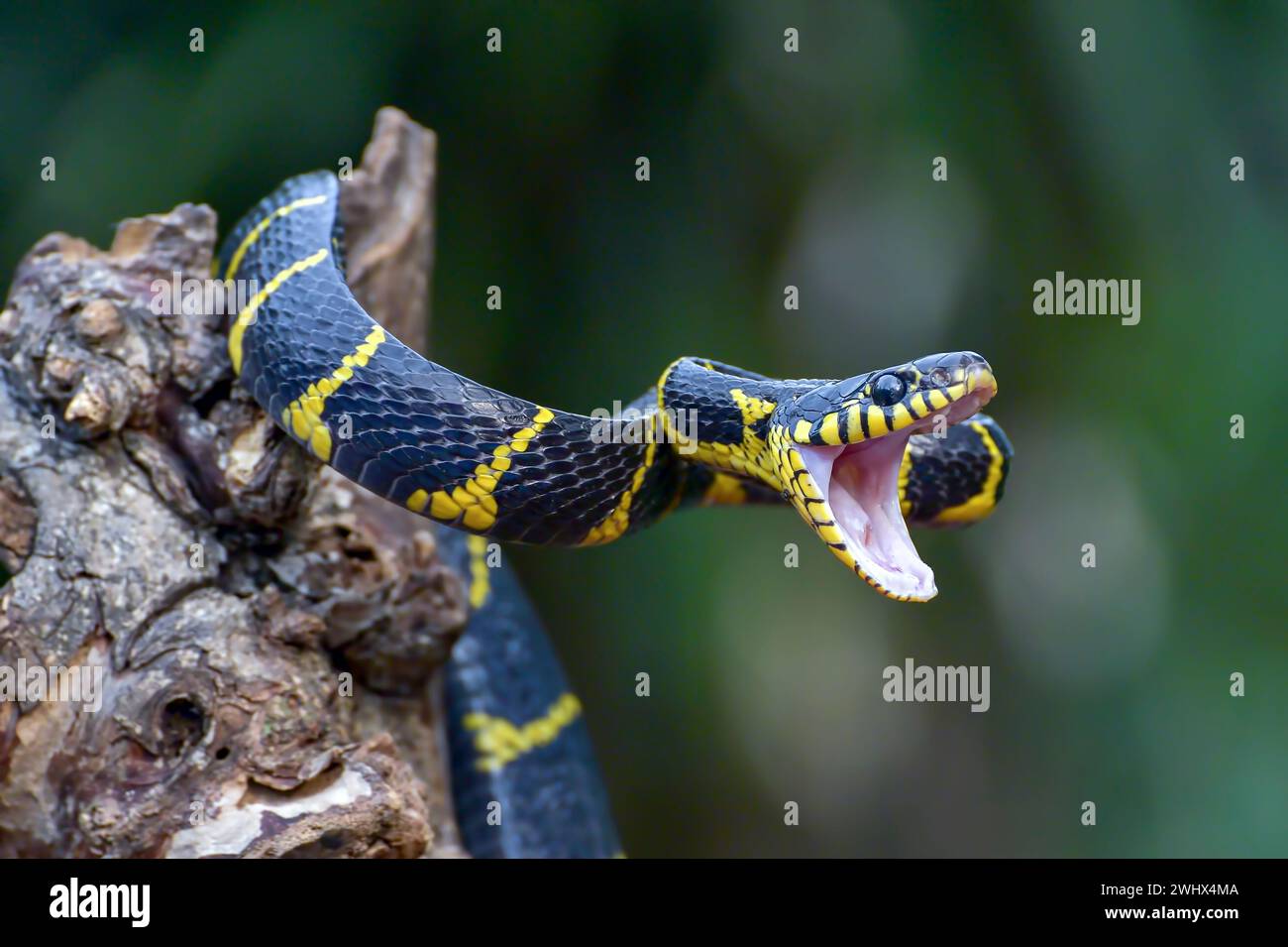 Attacking snake hi-res stock photography and images - Alamy