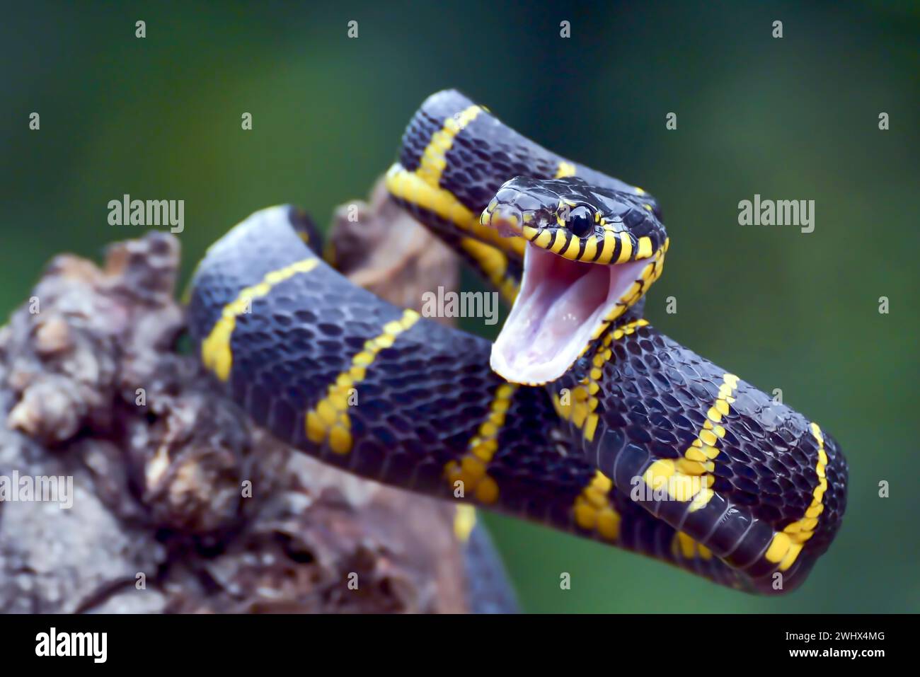 The gold-ringed cat snake in attacking position Stock Photo - Alamy