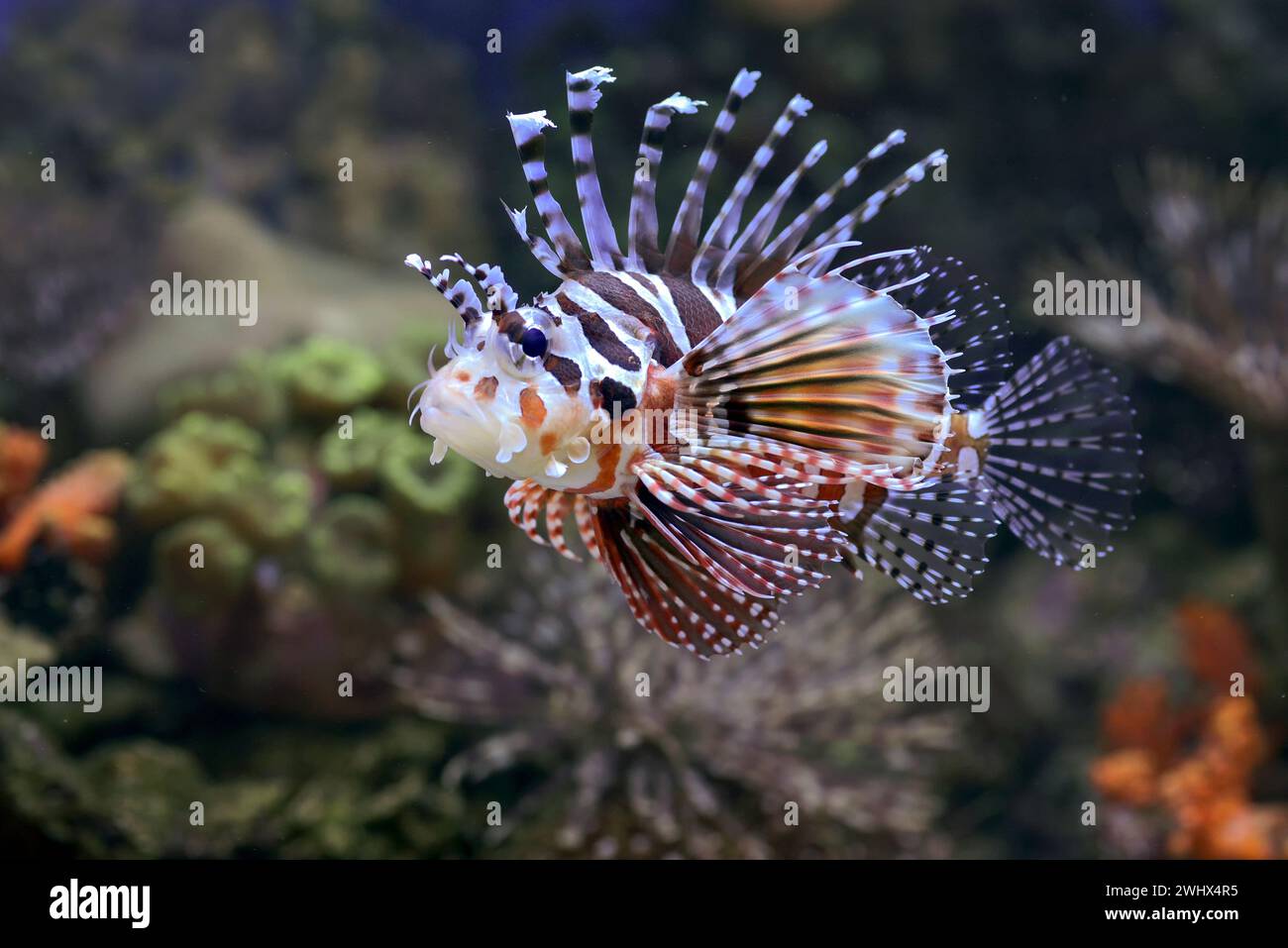 Poisonous lion fish showing its sharp fins Stock Photo - Alamy