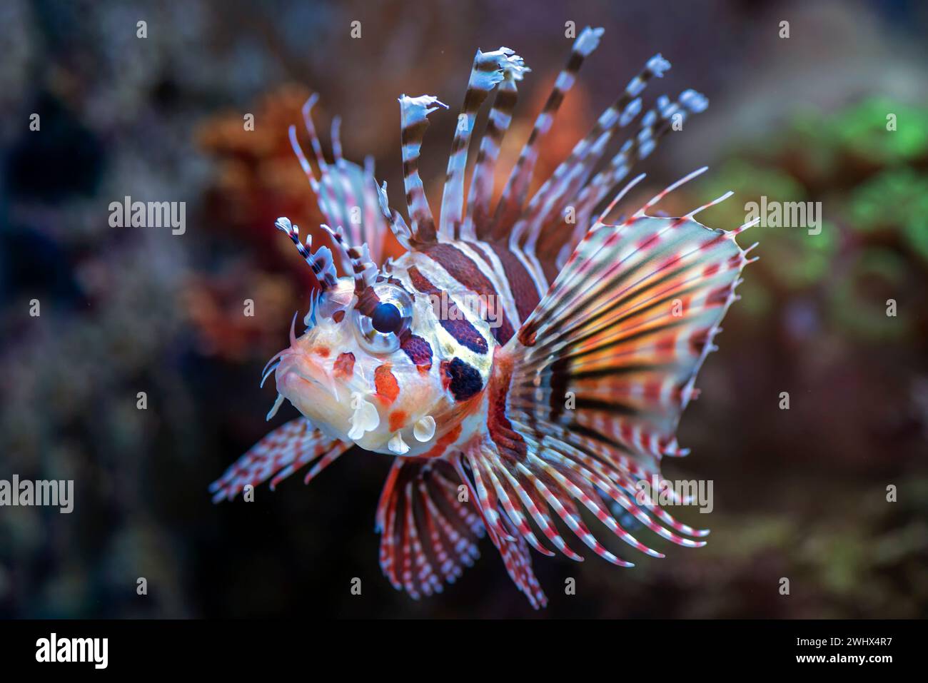 Poisonous lion fish showing its sharp fins Stock Photo - Alamy