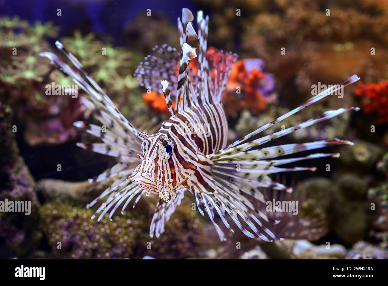 Poisonous lion fish showing its sharp fins Stock Photo - Alamy