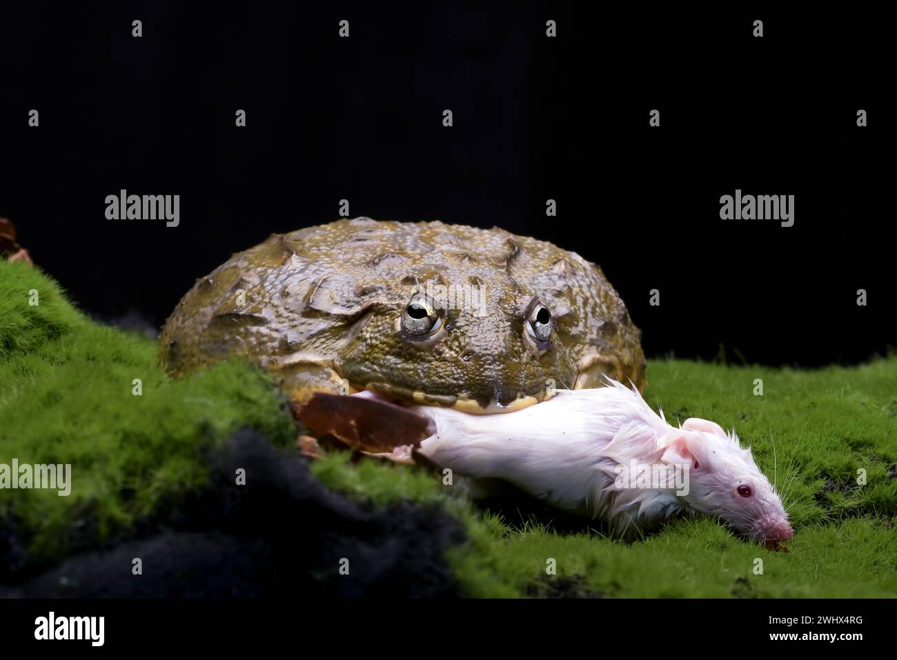 Frog mouse hi-res stock photography and images - Alamy