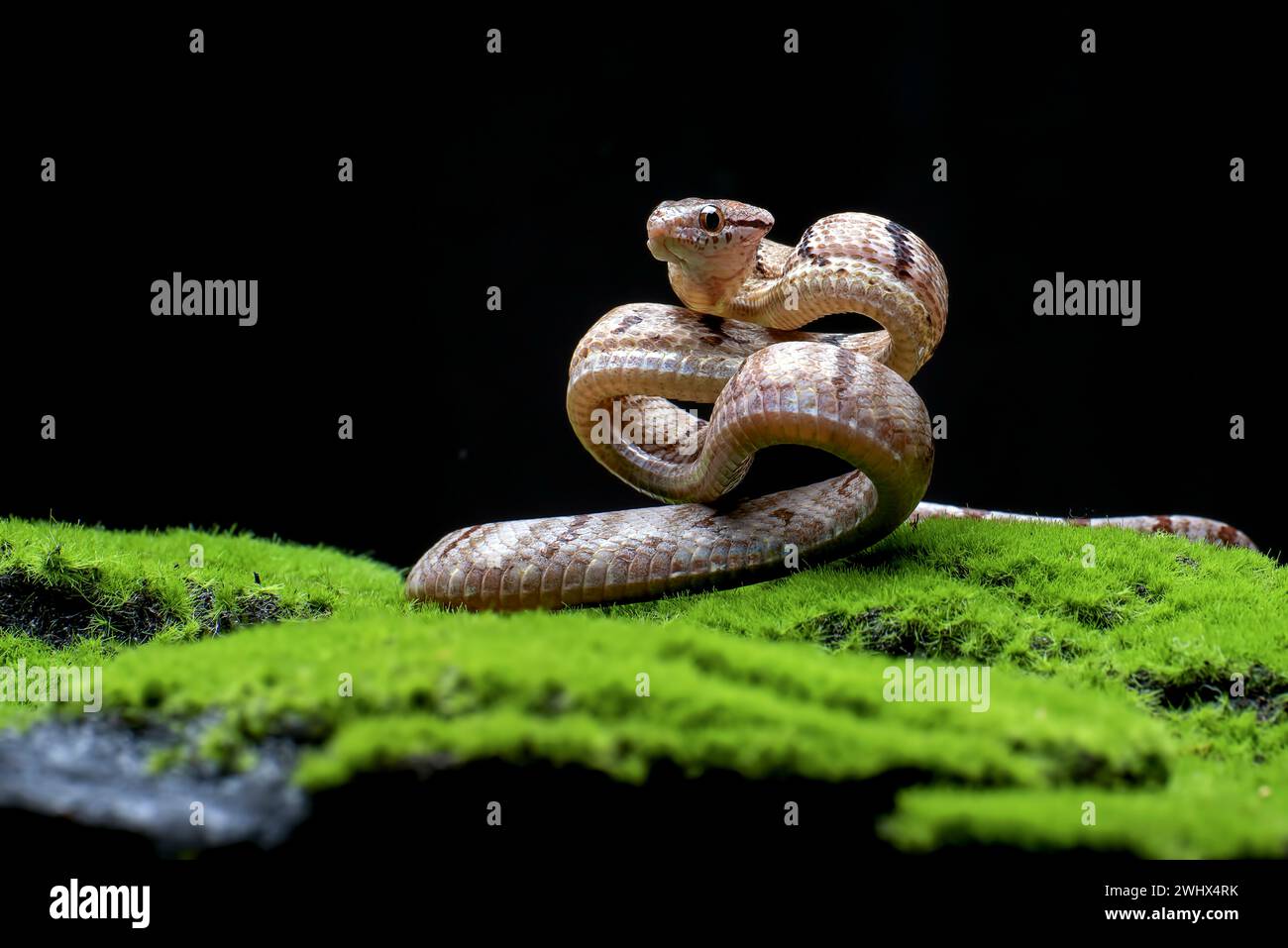 Dog-toothed Cat Snake in attack position Stock Photo - Alamy