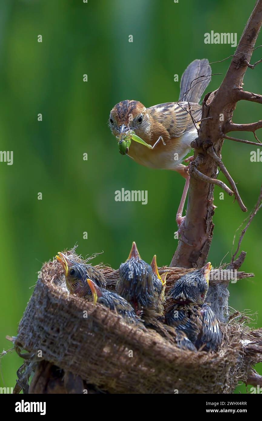 Bird brings food to their chicks Stock Photo - Alamy