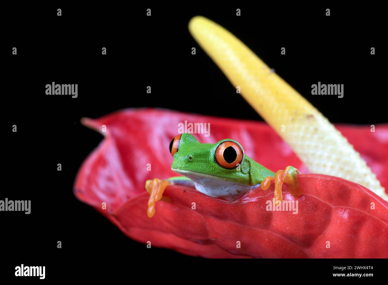 Red eyed tree frog habitat hi-res stock photography and images - Alamy