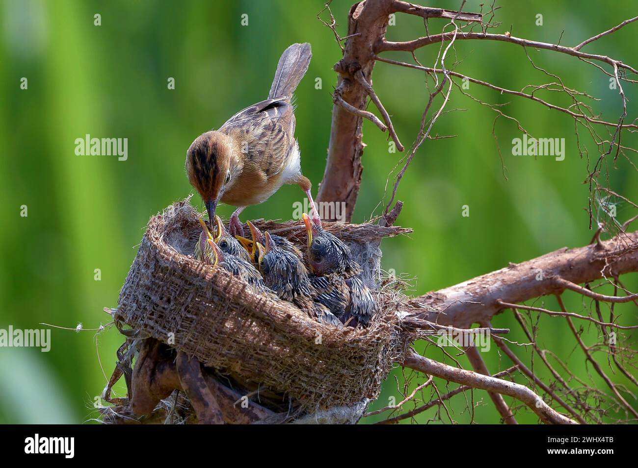 Male brings food hi-res stock photography and images - Alamy