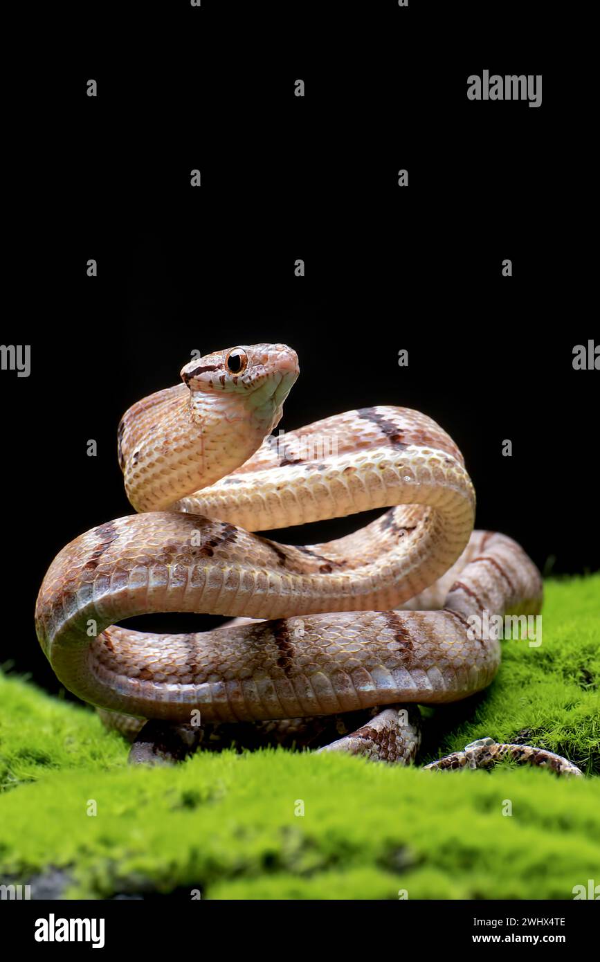 Dog-toothed Cat Snake in attack position Stock Photo - Alamy