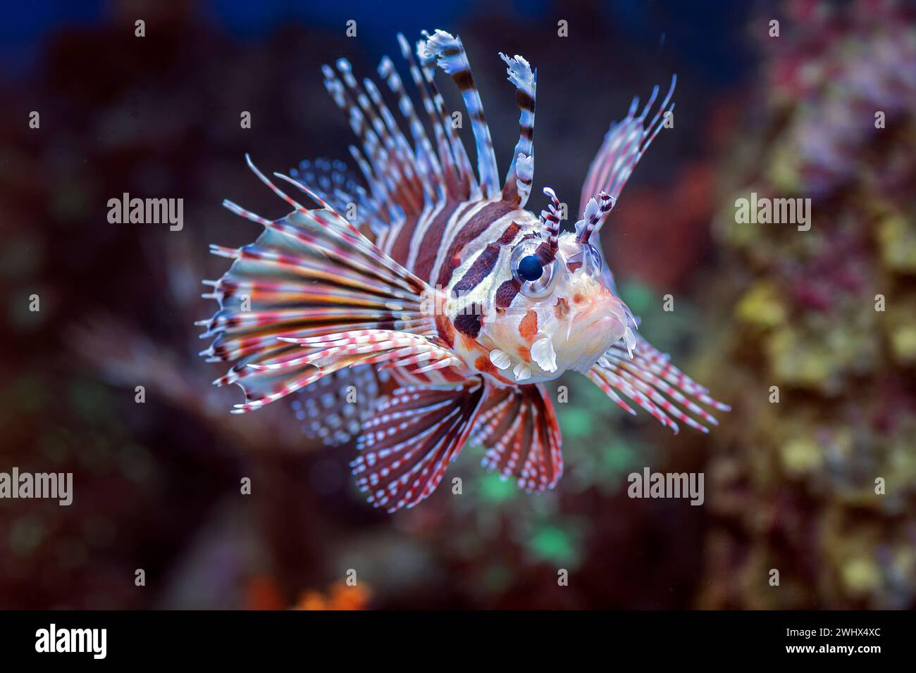 Poisonous lion fish showing its sharp fins Stock Photo - Alamy