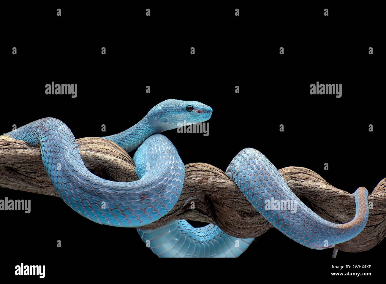 The Lesser Sunda Islands in a tree branch Stock Photo - Alamy