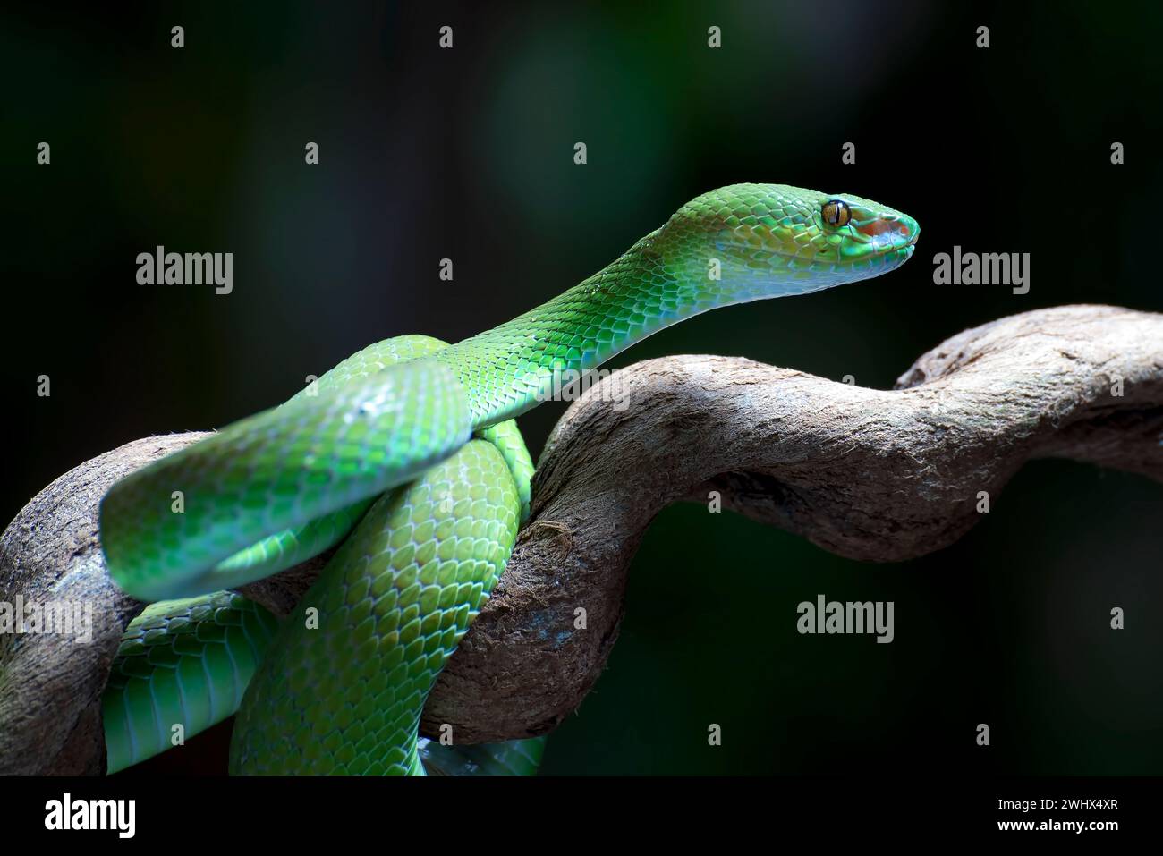 Lesser sunda islands hi-res stock photography and images - Alamy