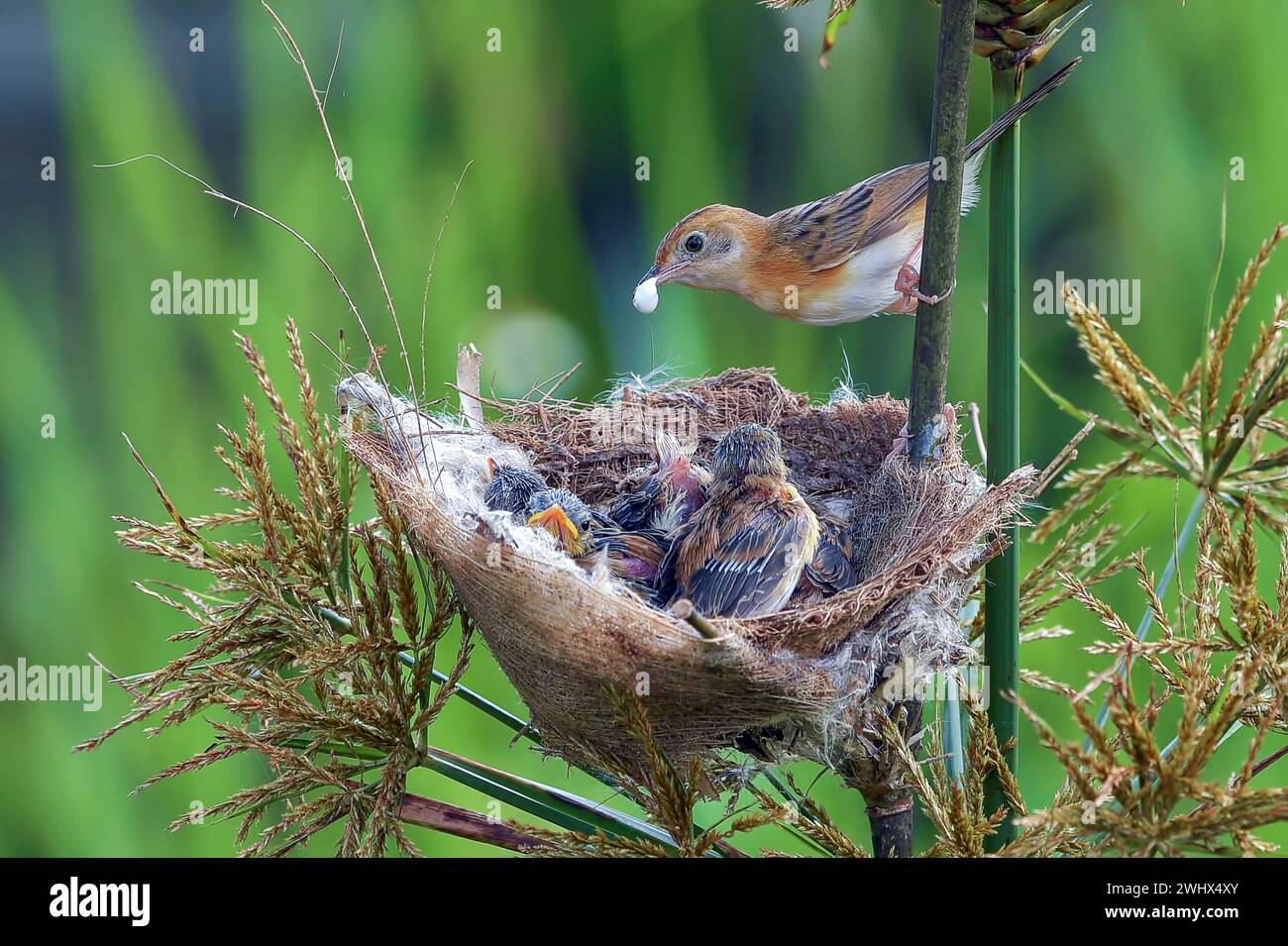 Bird brings food to their chicks Stock Photo - Alamy