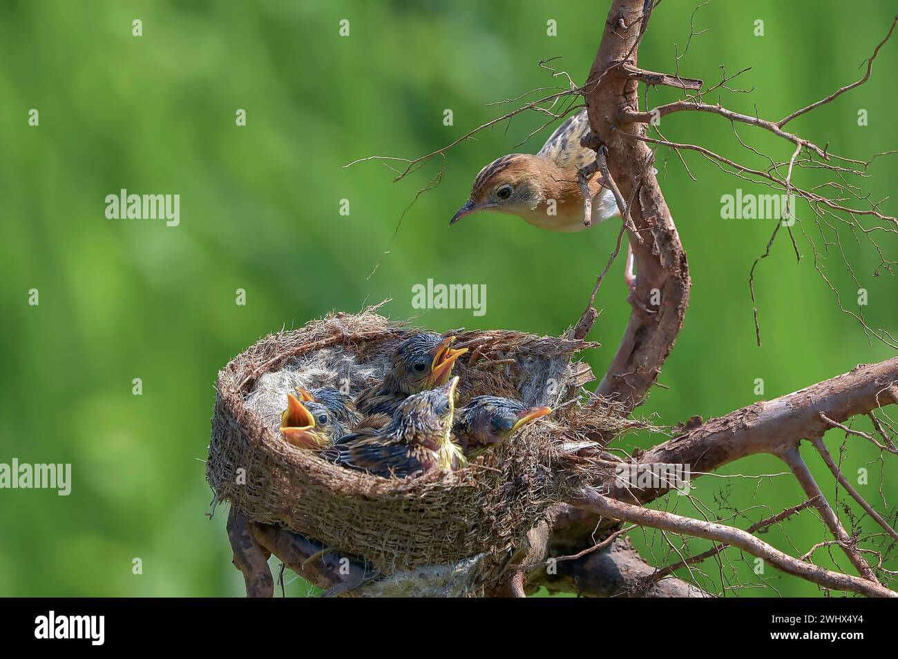 Small bird eating food hi-res stock photography and images - Alamy