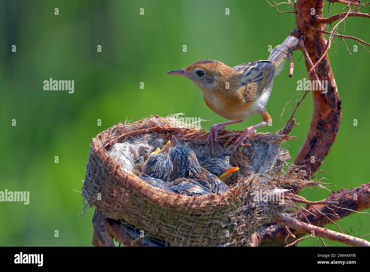 Hungry sparrow chicks hi-res stock photography and images - Alamy
