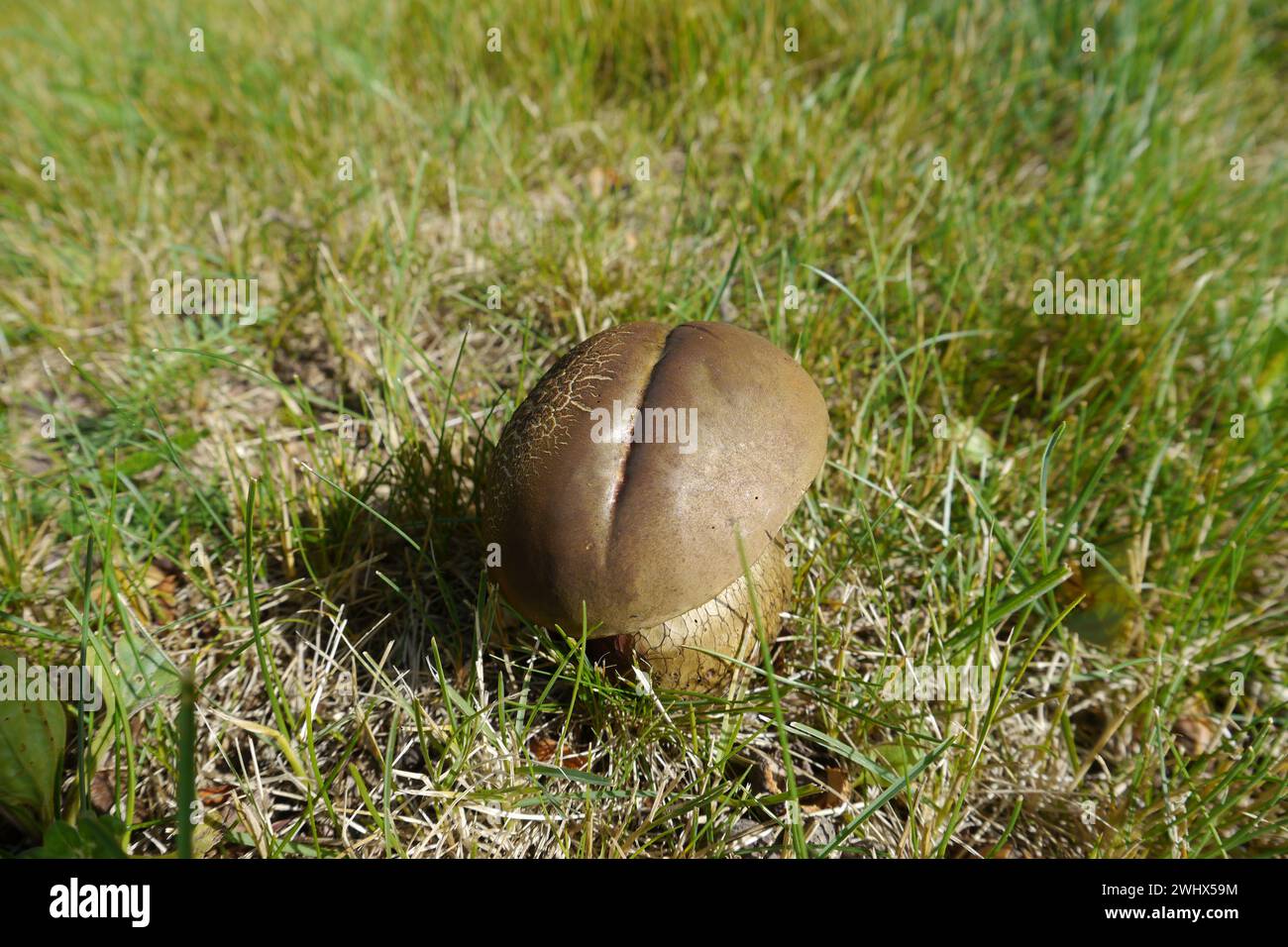 Pennybun hi-res stock photography and images - Alamy