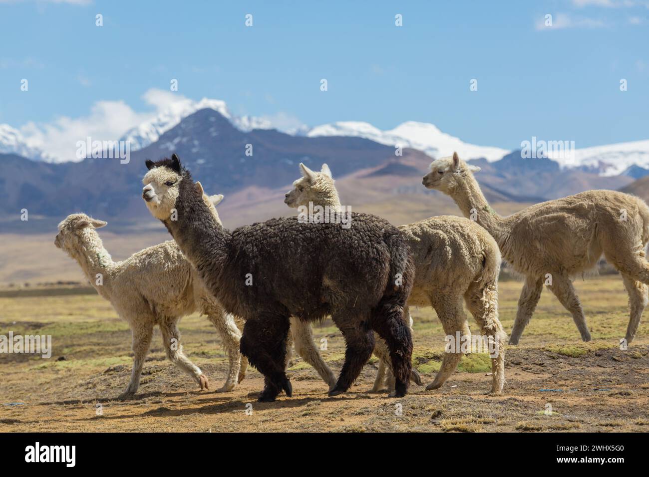 Alpacas in the Peruvian Andes, South America Stock Photo - Alamy
