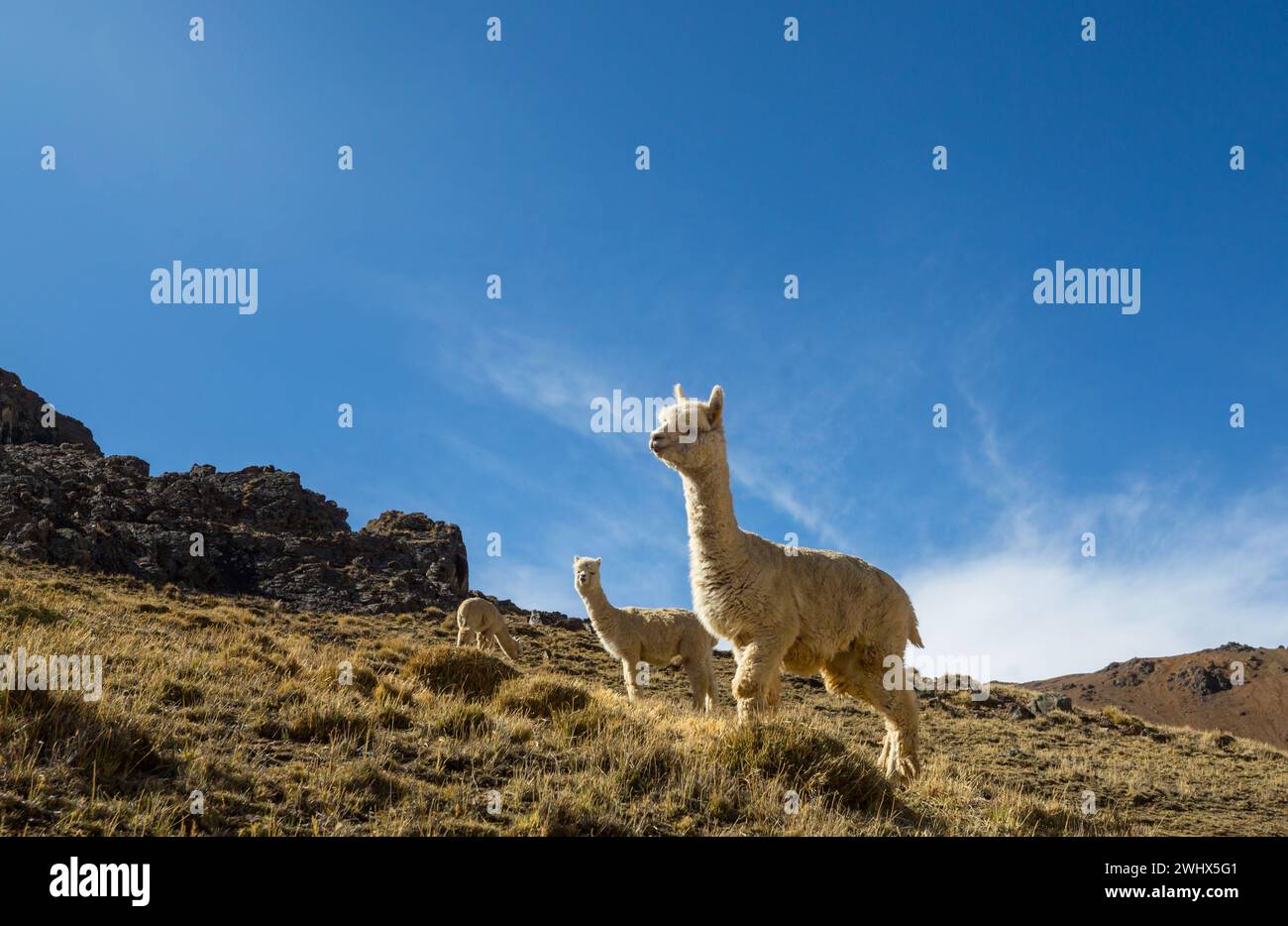 Alpacas in the Peruvian Andes, South America Stock Photo - Alamy