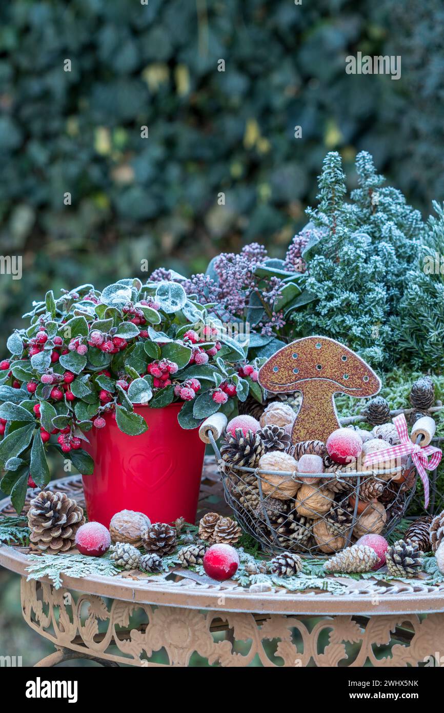 christmas garden arrangement with rust fly agaric, gaultheria, cones ...