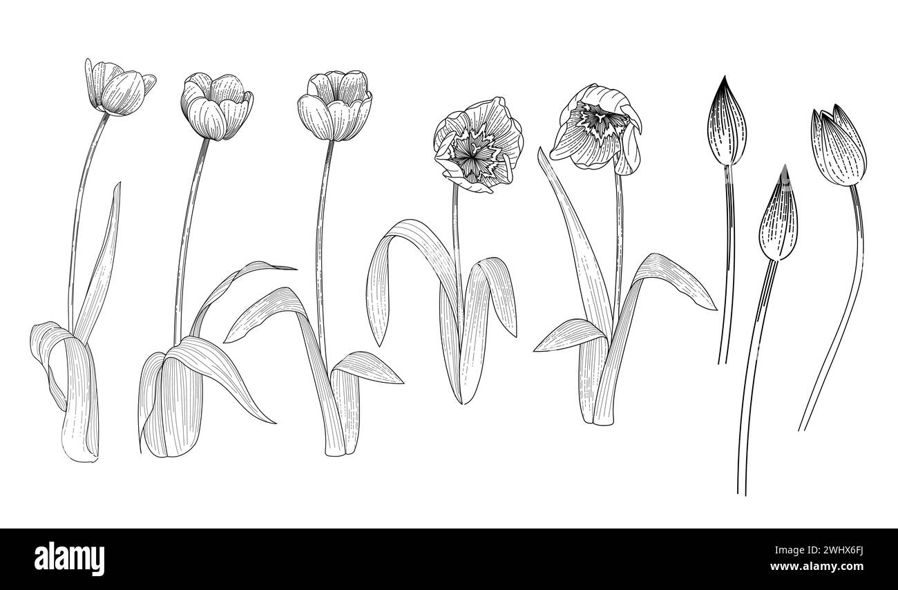Set of tulips flower hand drawn sketch for drawing book vector ...