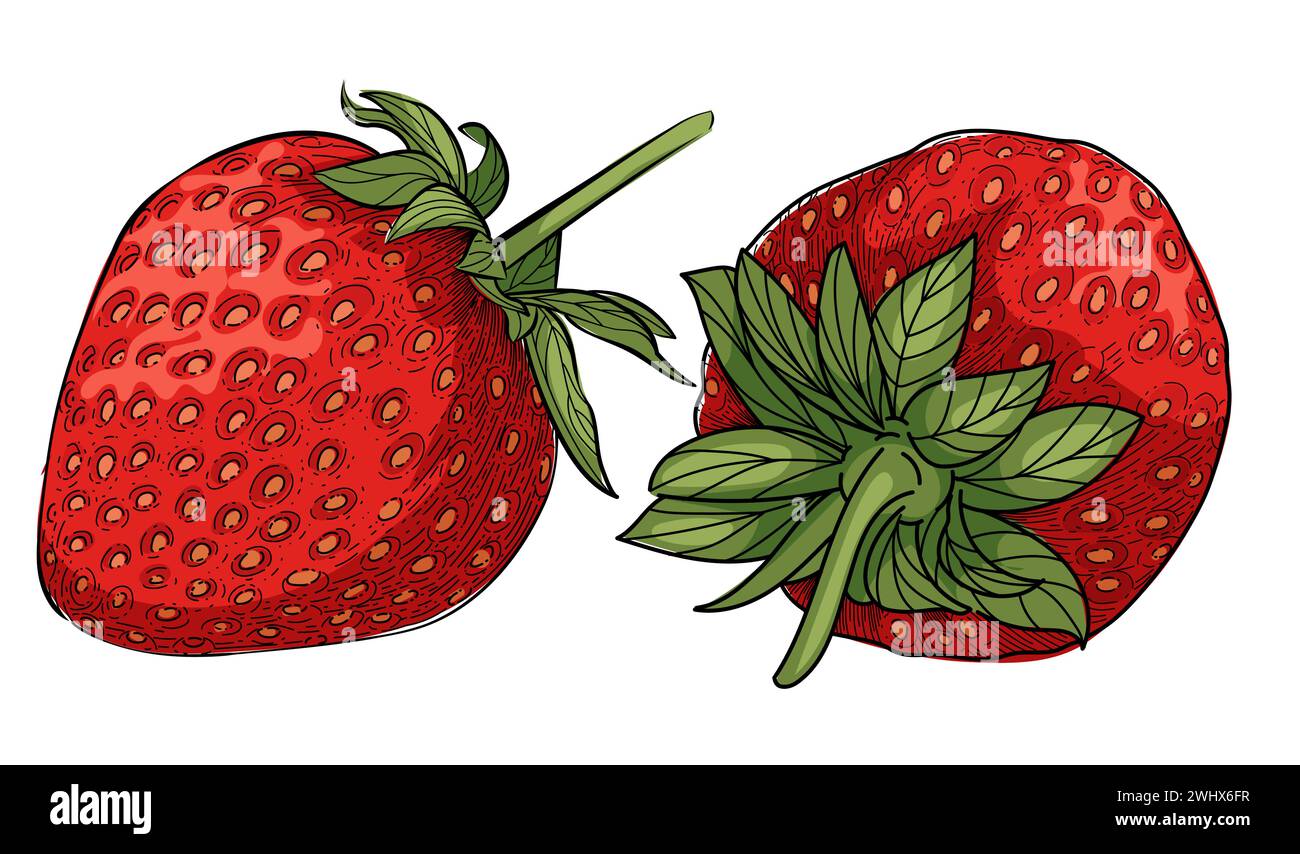 Set of strawberry berry outline hand drawn style sweet food with leaves ...