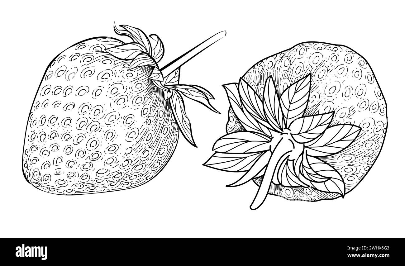 Strawberry berry outline hand drawn style sweet food with leaves vector ...