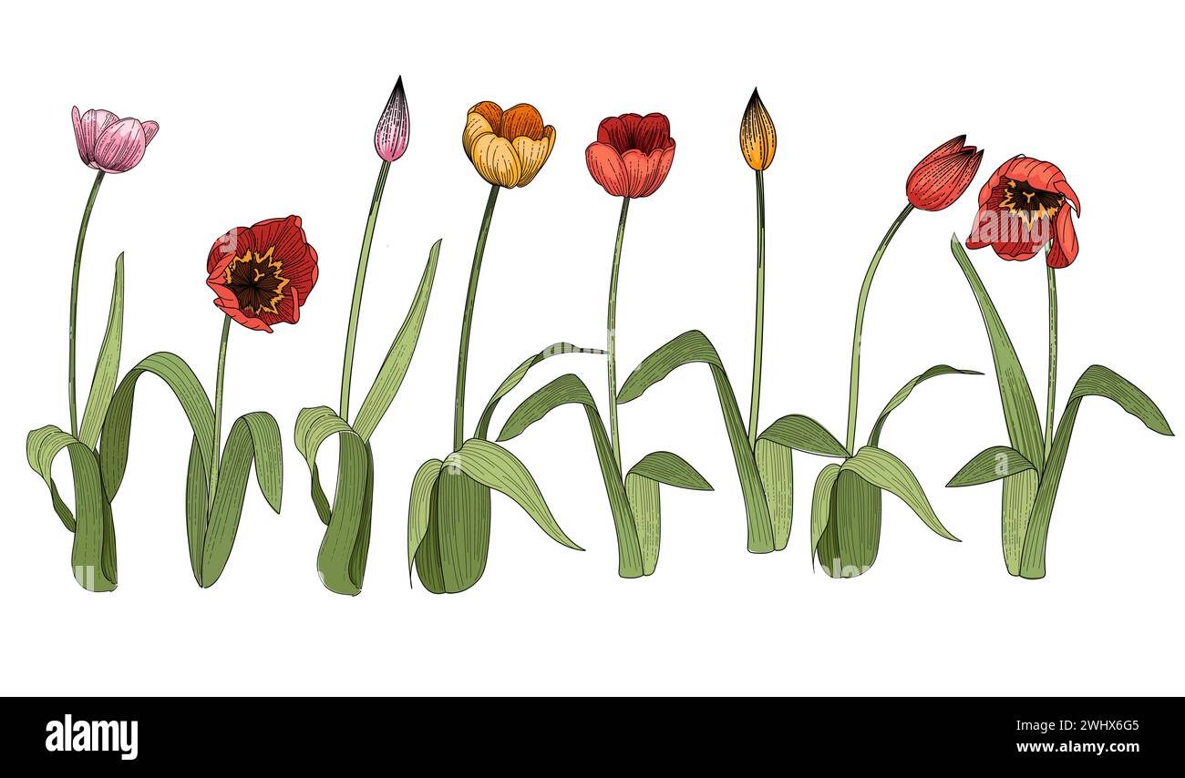 Set of tulips flower hand drawn sketch for drawing book vector ...