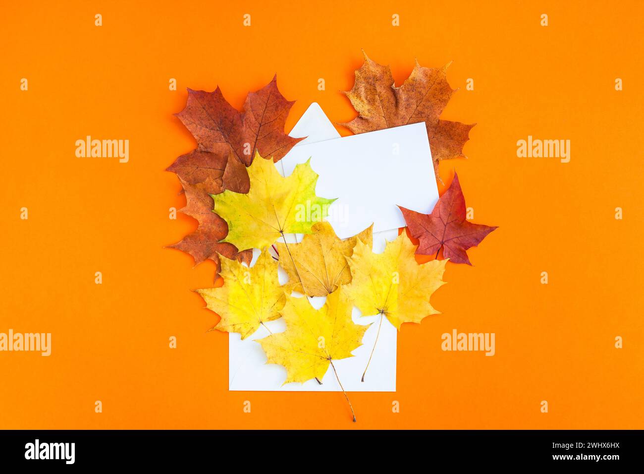Orange paper leaves natural hi-res stock photography and images - Alamy
