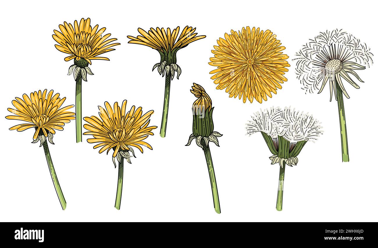 Set of dandelion flower set hand drawn colorful sketch for drawing book ...