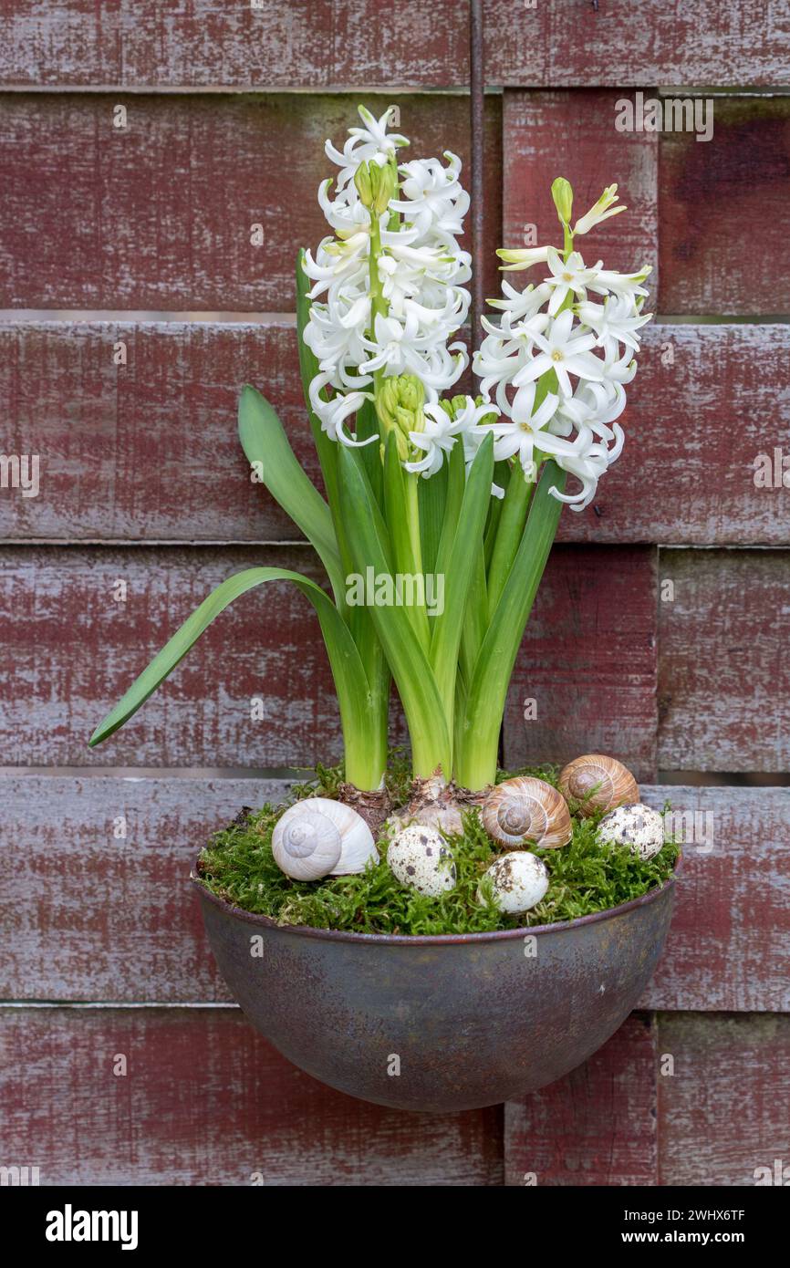 white hyacinth flowers in rustic ladle hanging on wooden door Stock ...