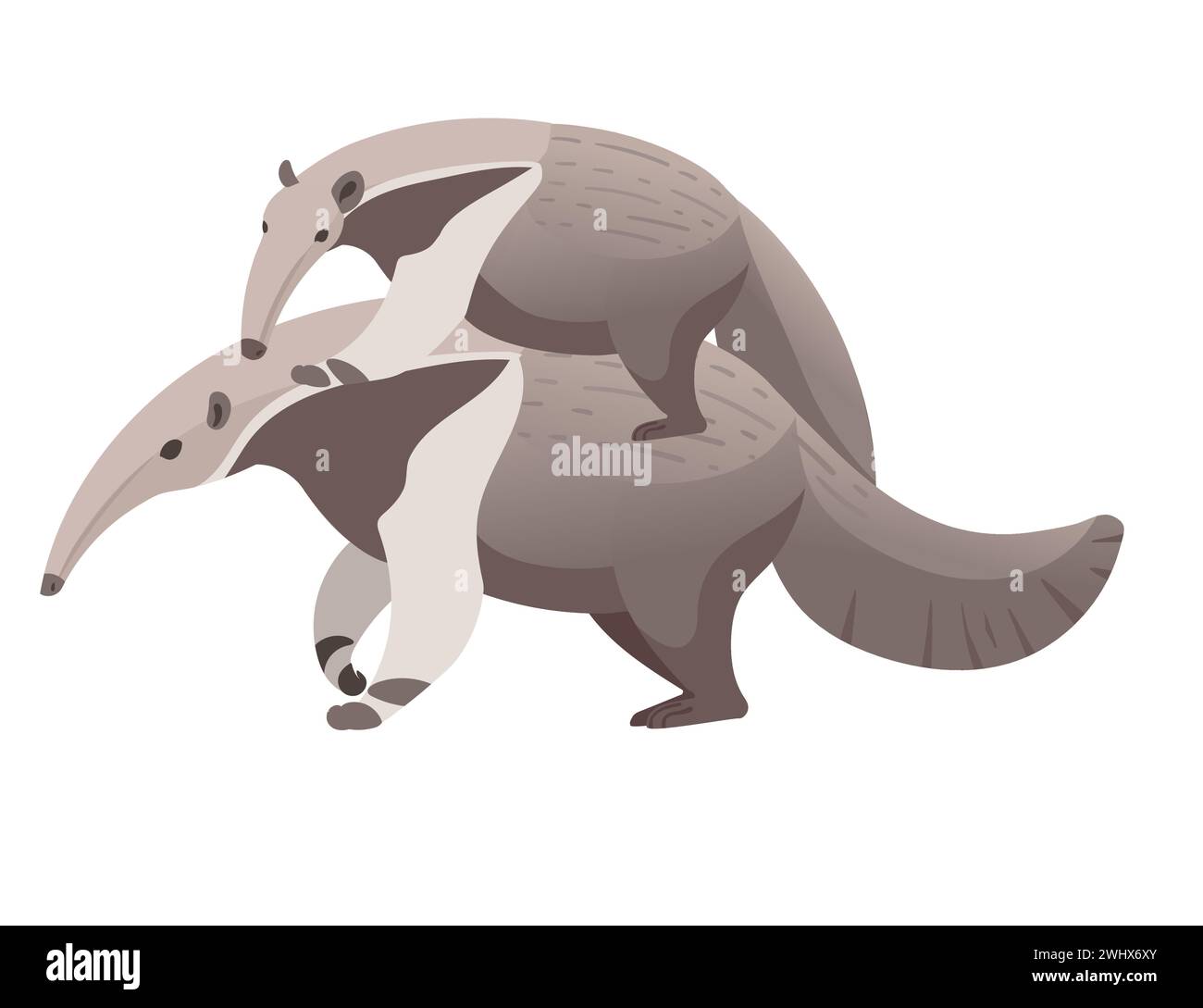 Anteater mammal cartoon animal design vector illustration isolated on ...
