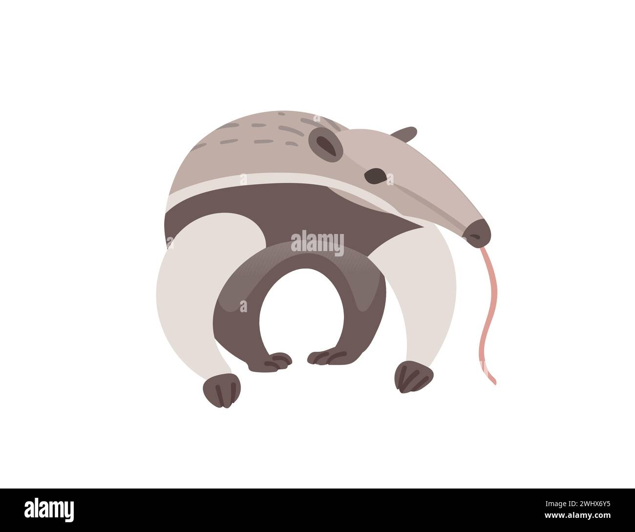 Anteater mammal cartoon animal design vector illustration isolated on ...