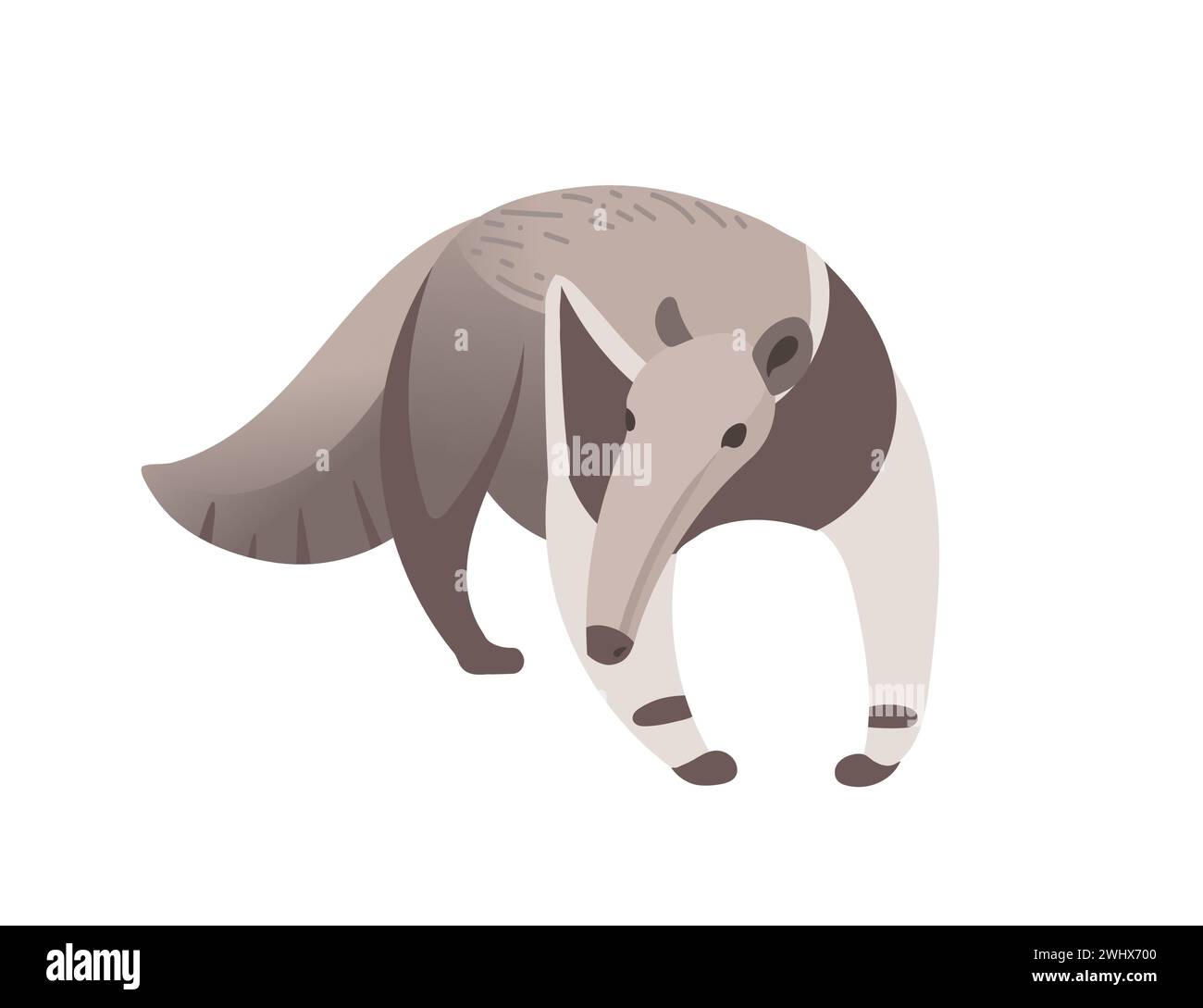 Anteater mammal cartoon animal design vector illustration isolated on ...