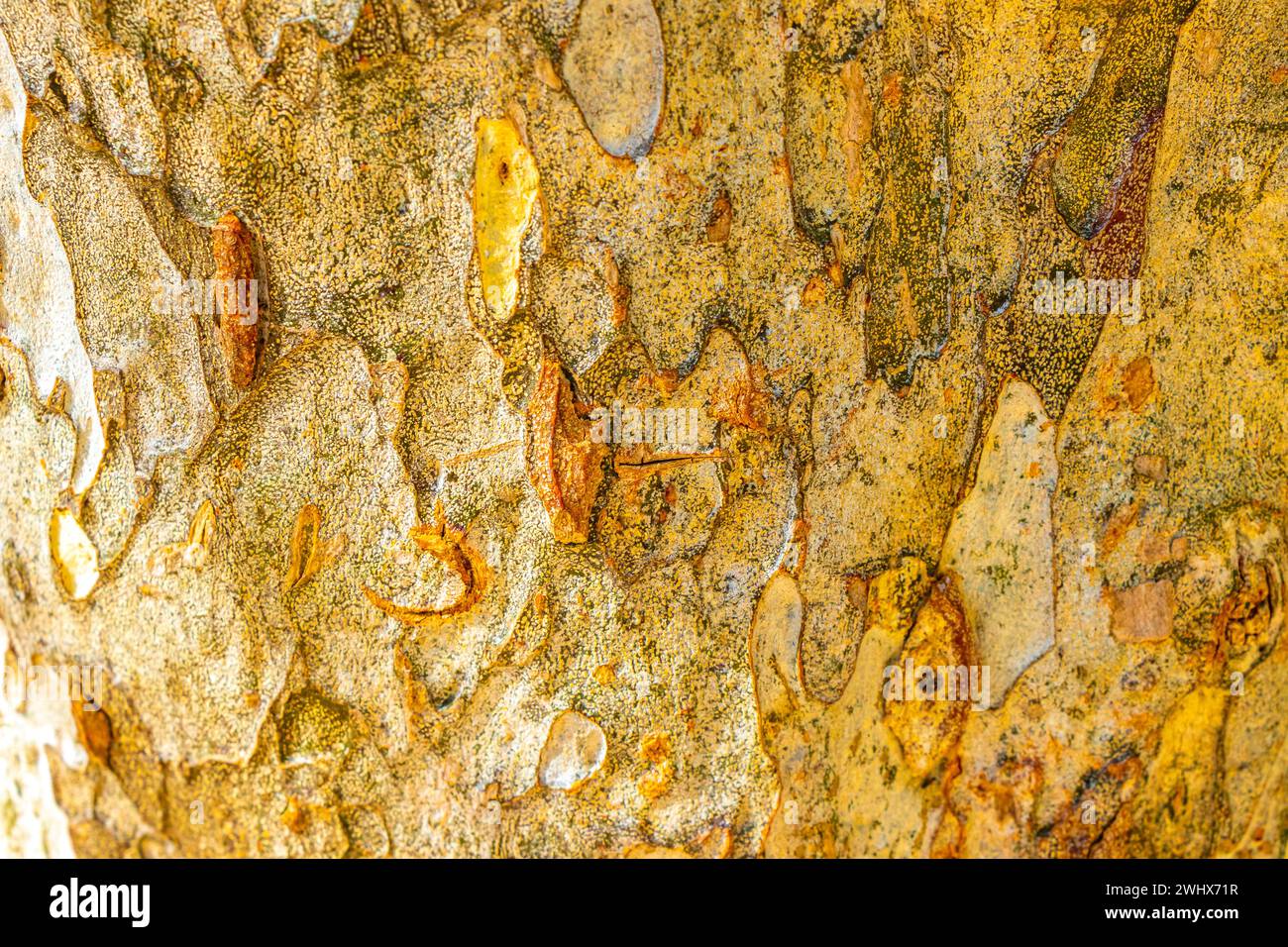 Texture pattern of the bark of a tropical tree plant in the jungle ...
