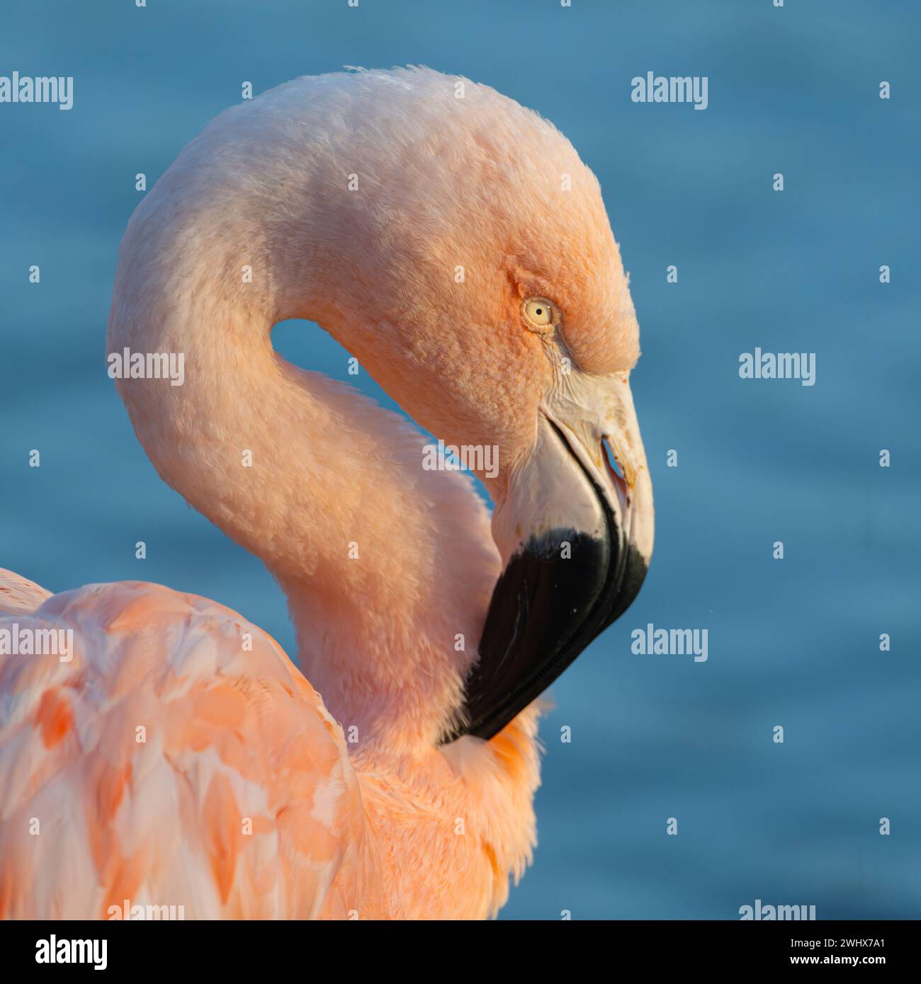 Large flamingo hi-res stock photography and images - Alamy