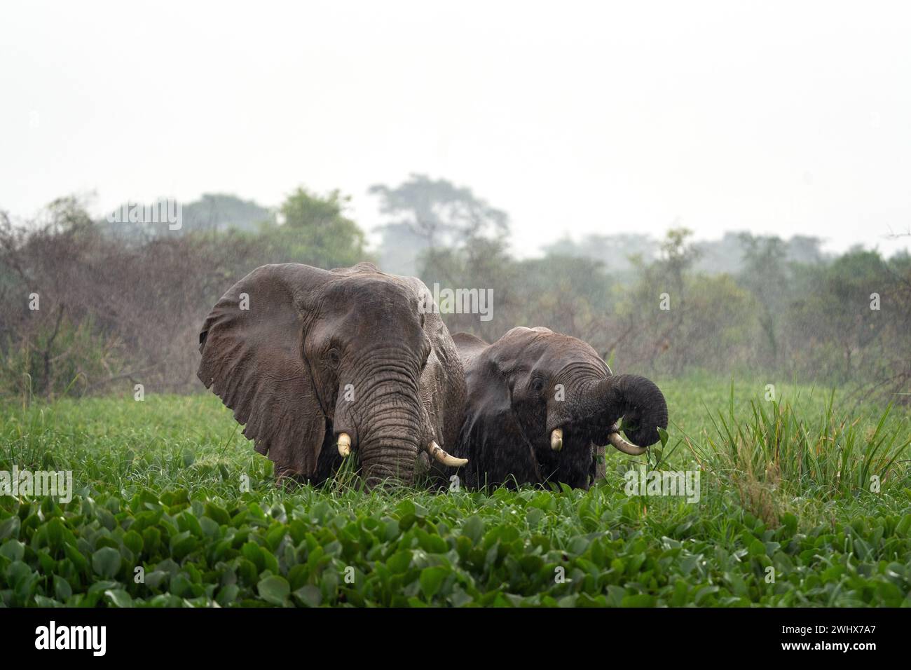 African elephants near the dam in Murchison Falls national park. The ...