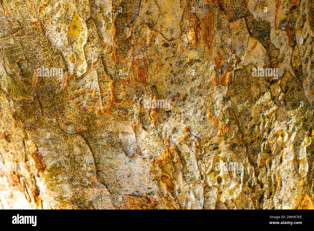Texture pattern of the bark of a tropical tree plant in the jungle ...