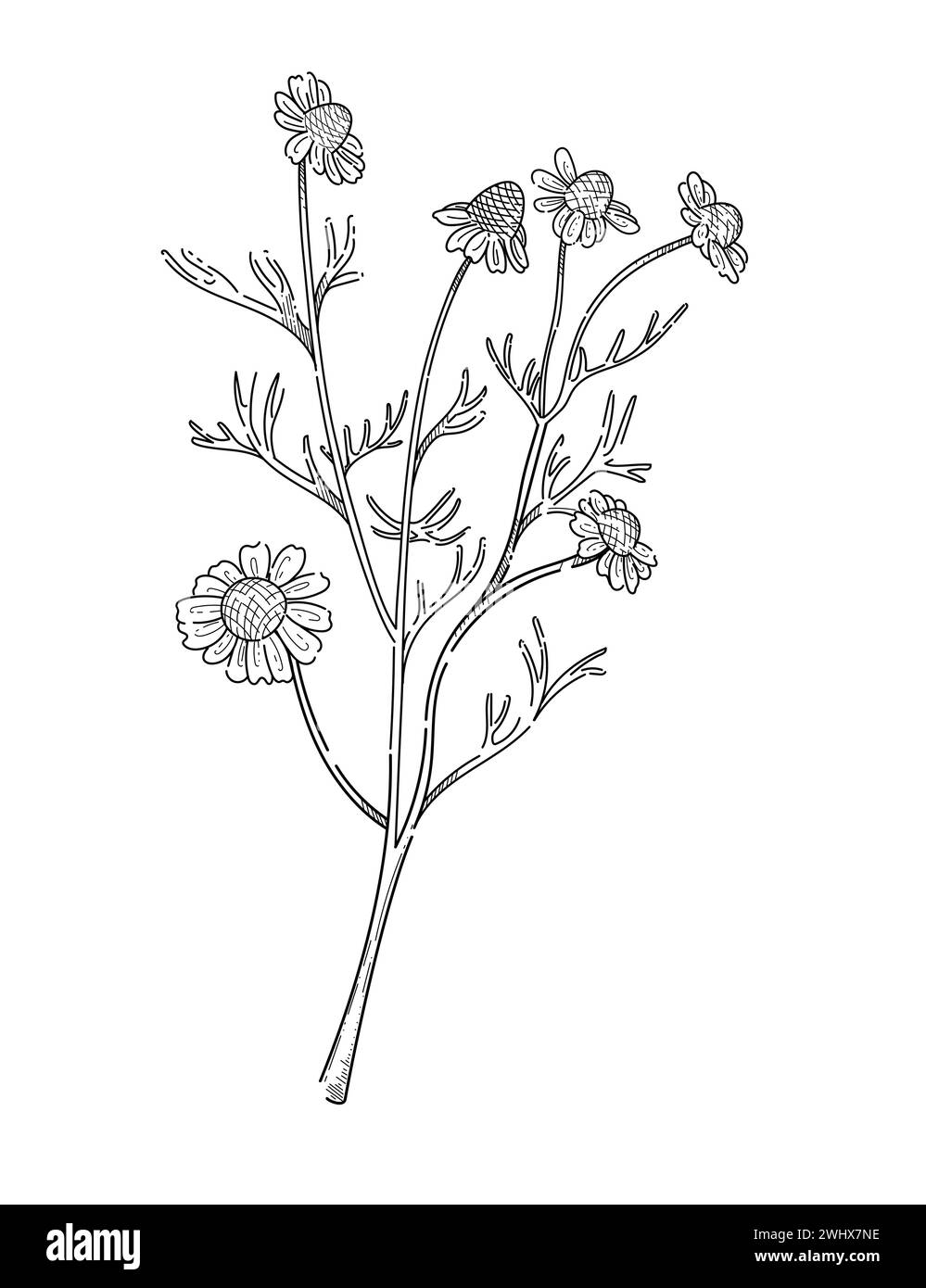 Chamomile flower with stem monochrome hand drawn sketch for drawing ...