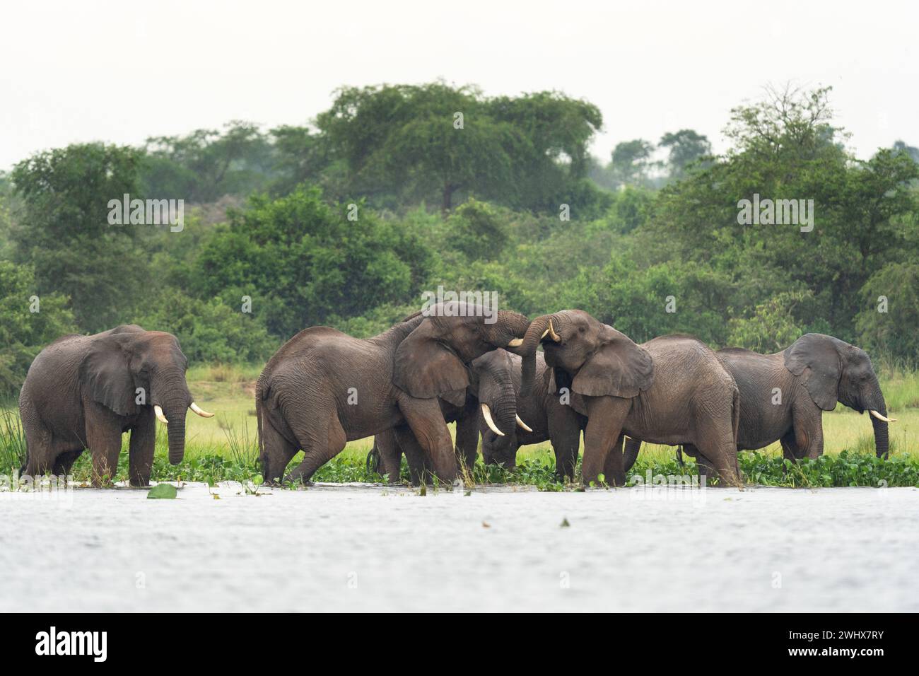 African bush elephant elephas maximus hi-res stock photography and ...