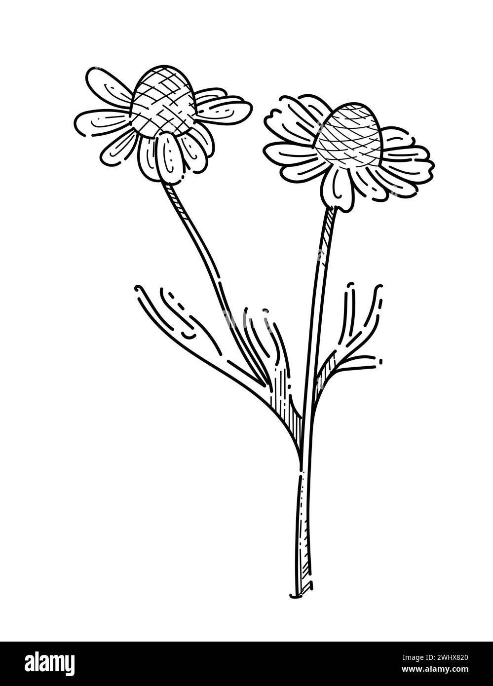 Chamomile flower with stem monochrome hand drawn sketch for drawing ...