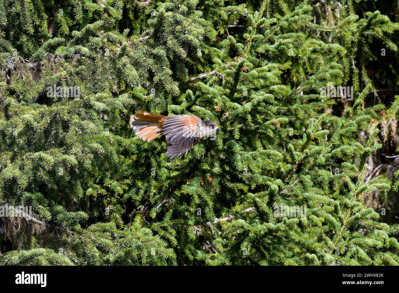 Flying Siberian jay in Sweden in autumn Stock Photo - Alamy