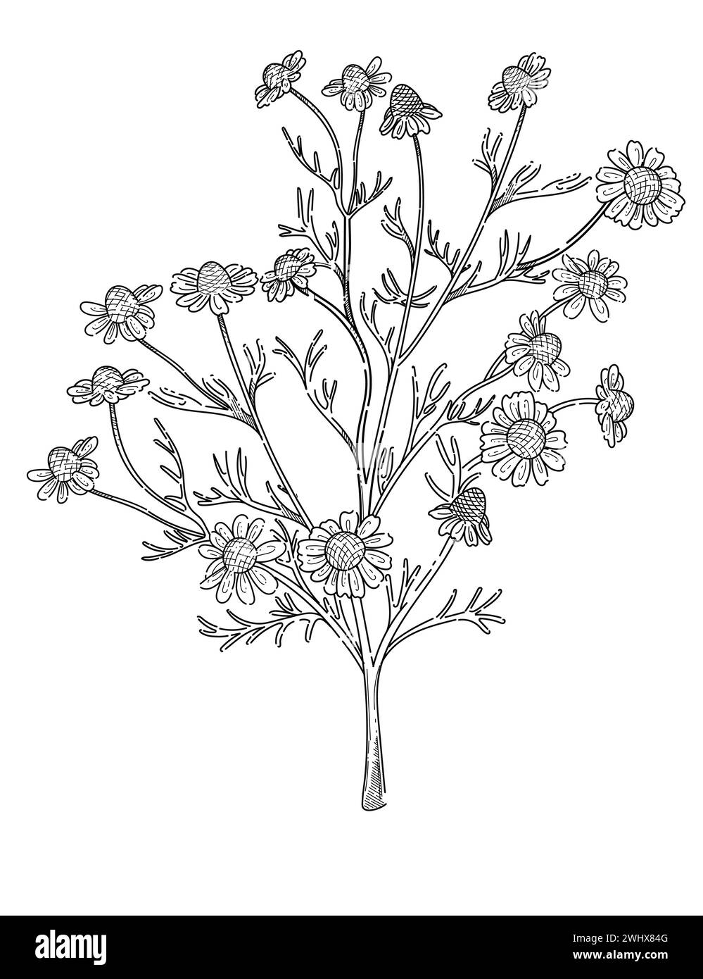 Chamomile flower with stem monochrome hand drawn sketch for drawing ...