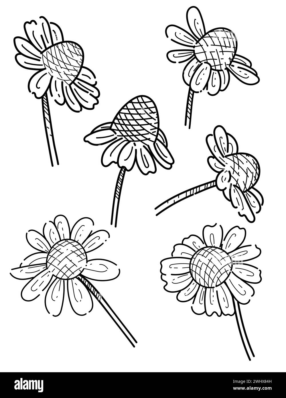 Chamomile flower with stem monochrome hand drawn sketch for drawing ...
