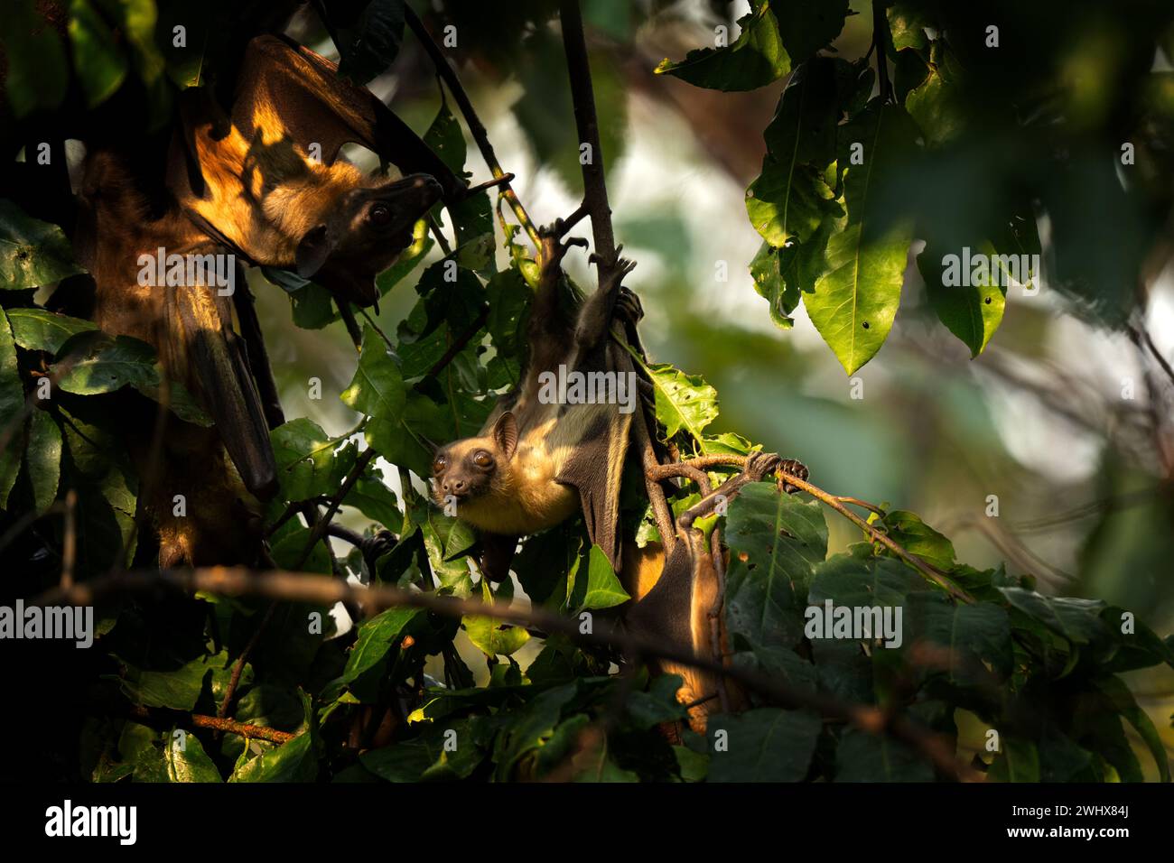 Straw coloured fruit bat on tree in Uganda. Colony of bats during day ...