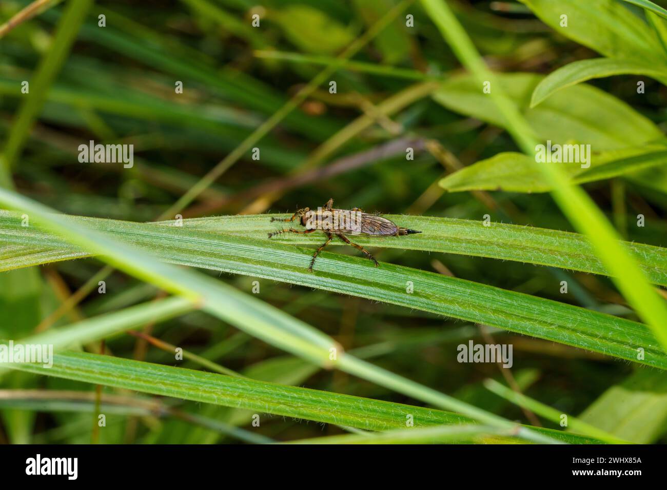 Brown very long legs hi-res stock photography and images - Alamy