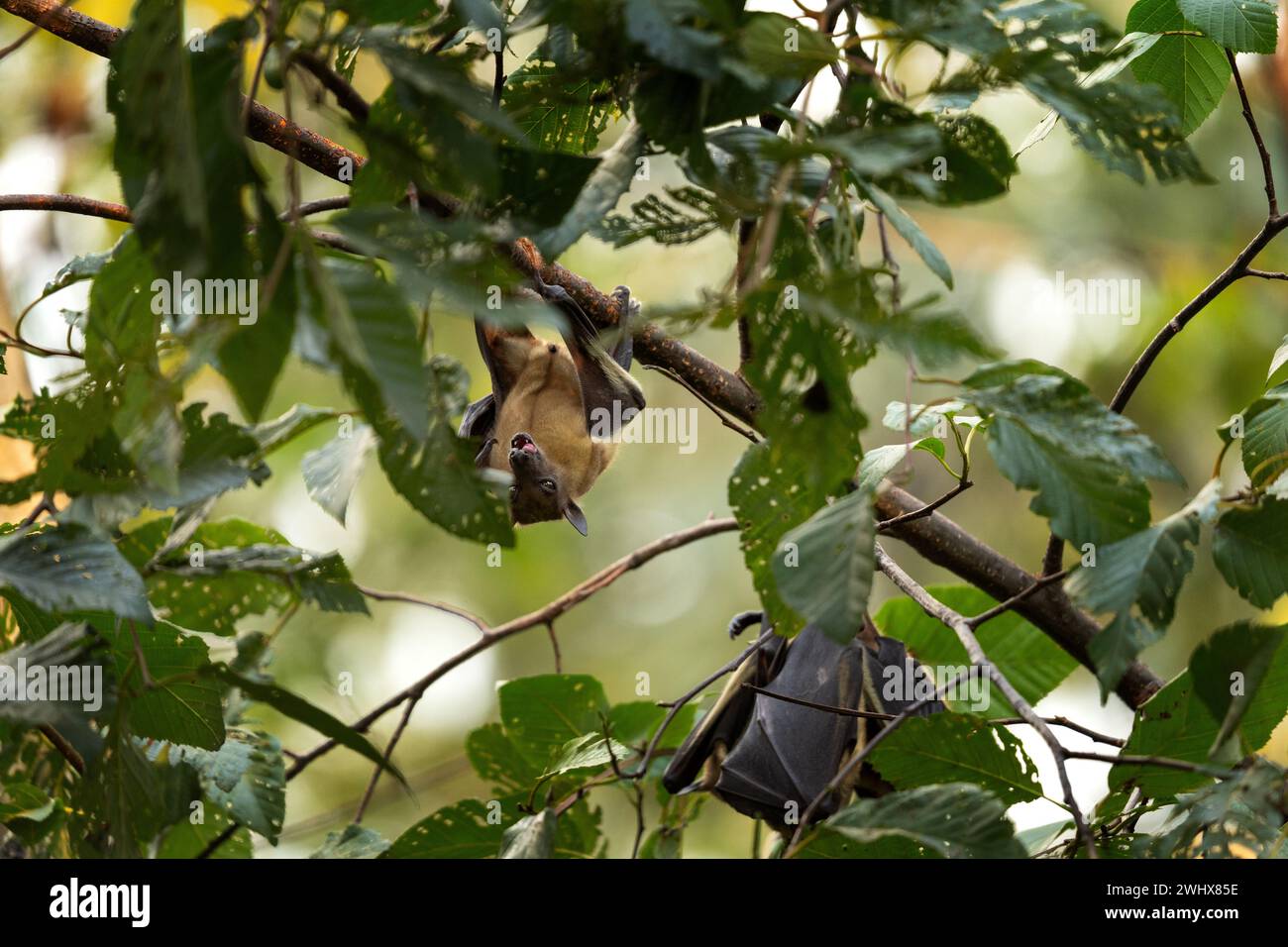 Straw coloured fruit bat on tree in Uganda. Colony of bats during day ...