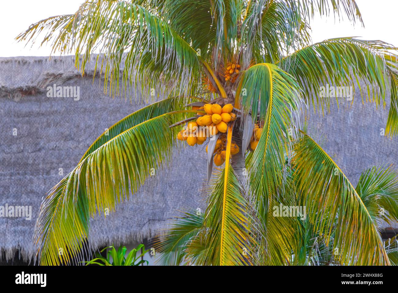 Tropical natural mexican palm tree with coconuts and blue sky ...