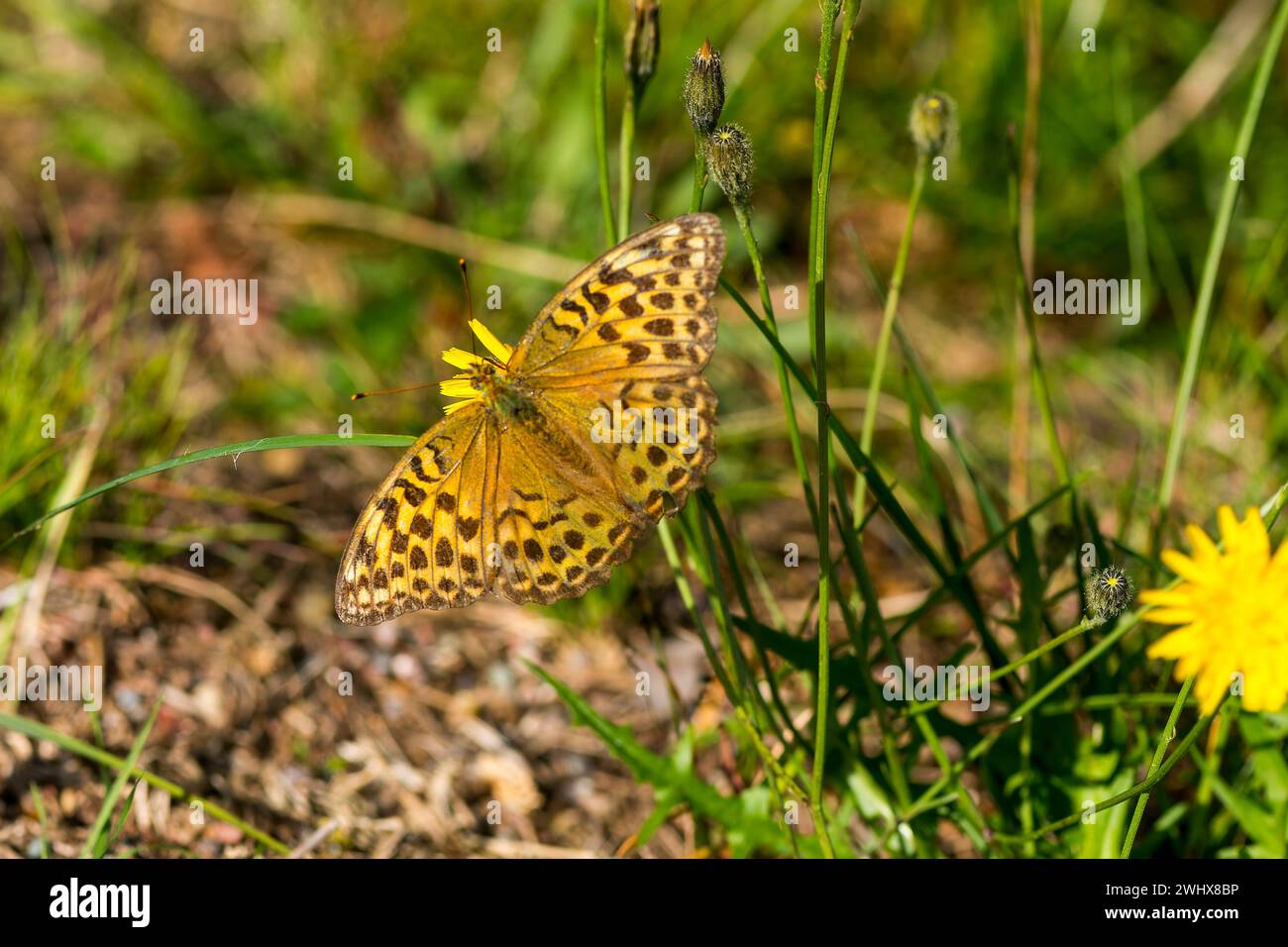 Silver-washed fritillary female Stock Photo - Alamy