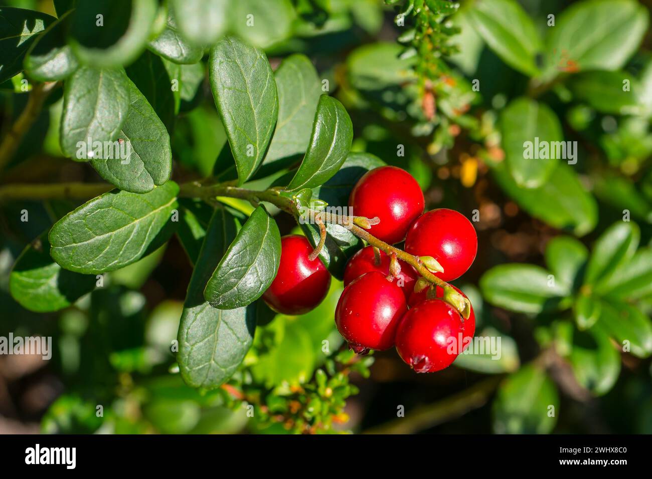 Moss sweden hi-res stock photography and images - Alamy